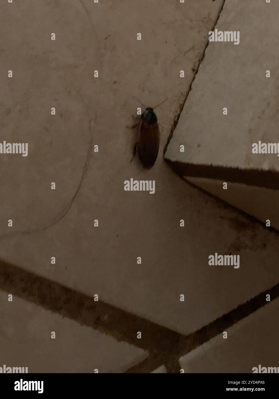 Surinam Cockroach (Pycnoscelus surinamensis Stock Photo - Alamy