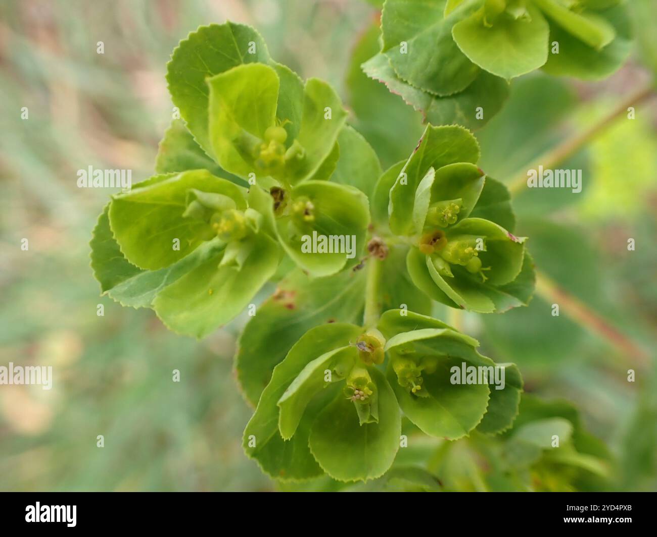 Sun spurge (Euphorbia helioscopia Stock Photo - Alamy