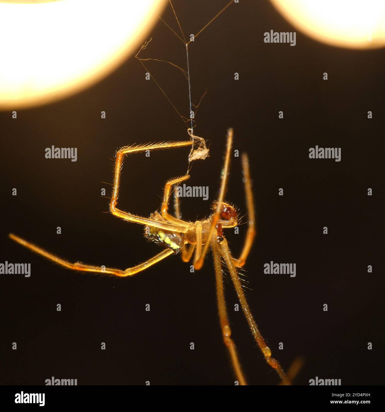 Comb-footed Spiders (Theridiidae Stock Photo - Alamy