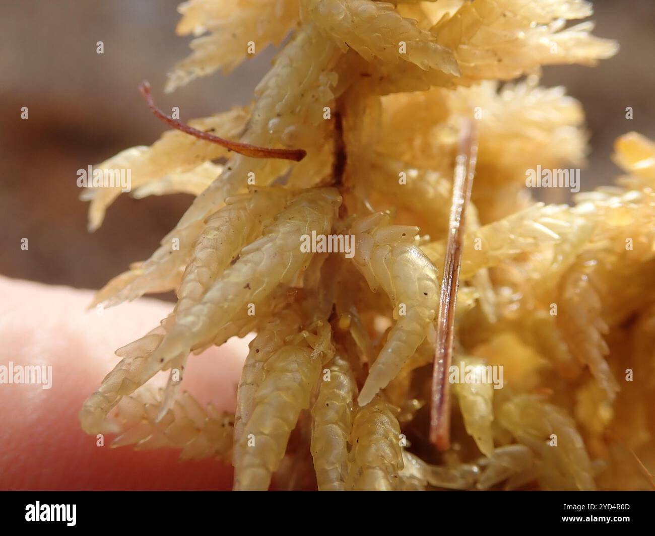 Papillose Peatmoss (Sphagnum papillosum Stock Photo - Alamy