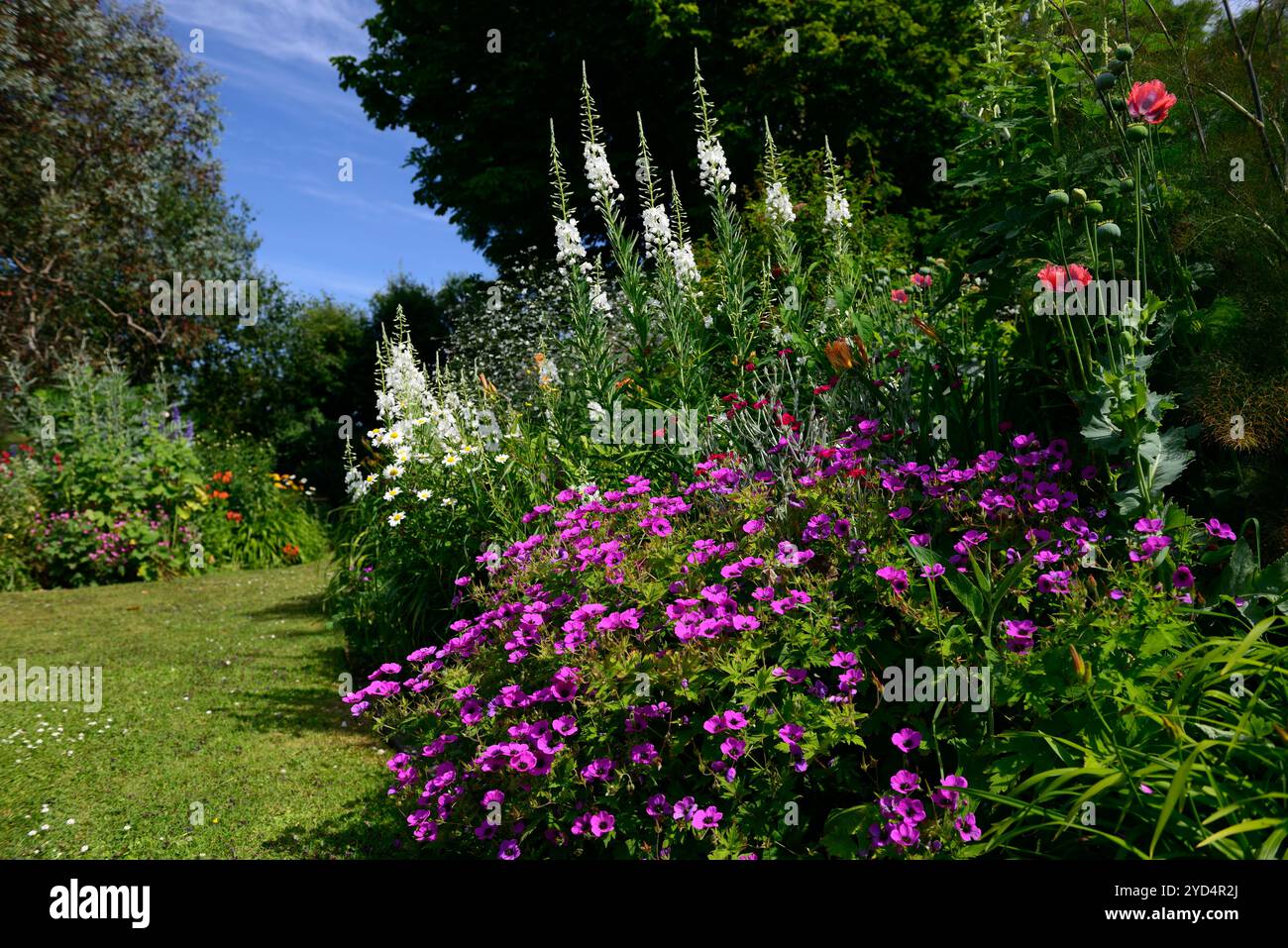 Geranium anne thomson; Chamaenerion angustifolium,Epilobium ...