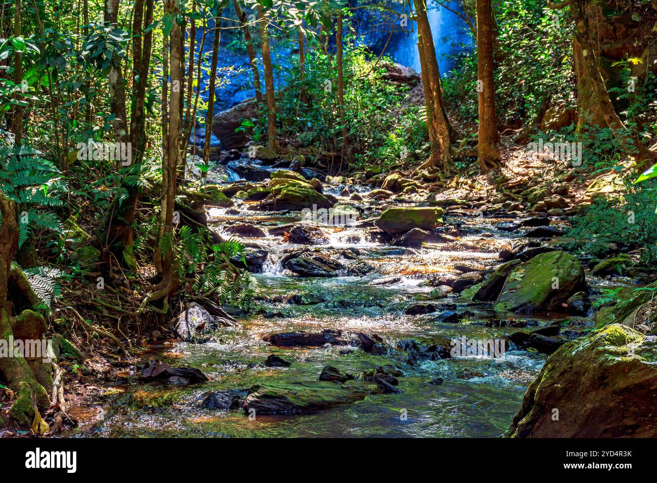 Small and calm river crossing the forest Stock Photo - Alamy
