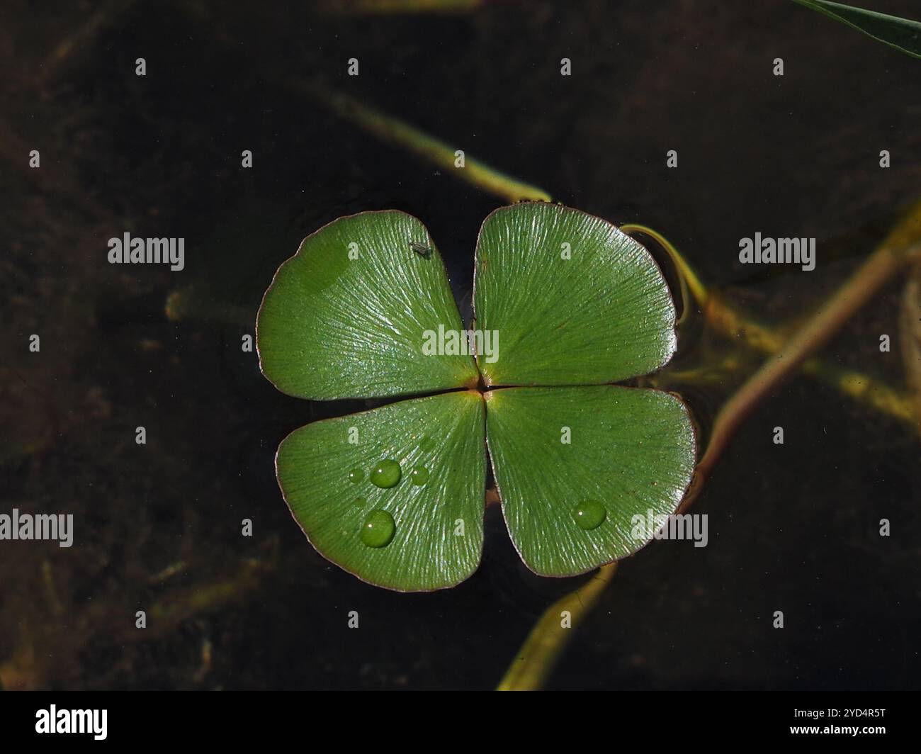 Helicopter Ferns (Marsilea Stock Photo - Alamy