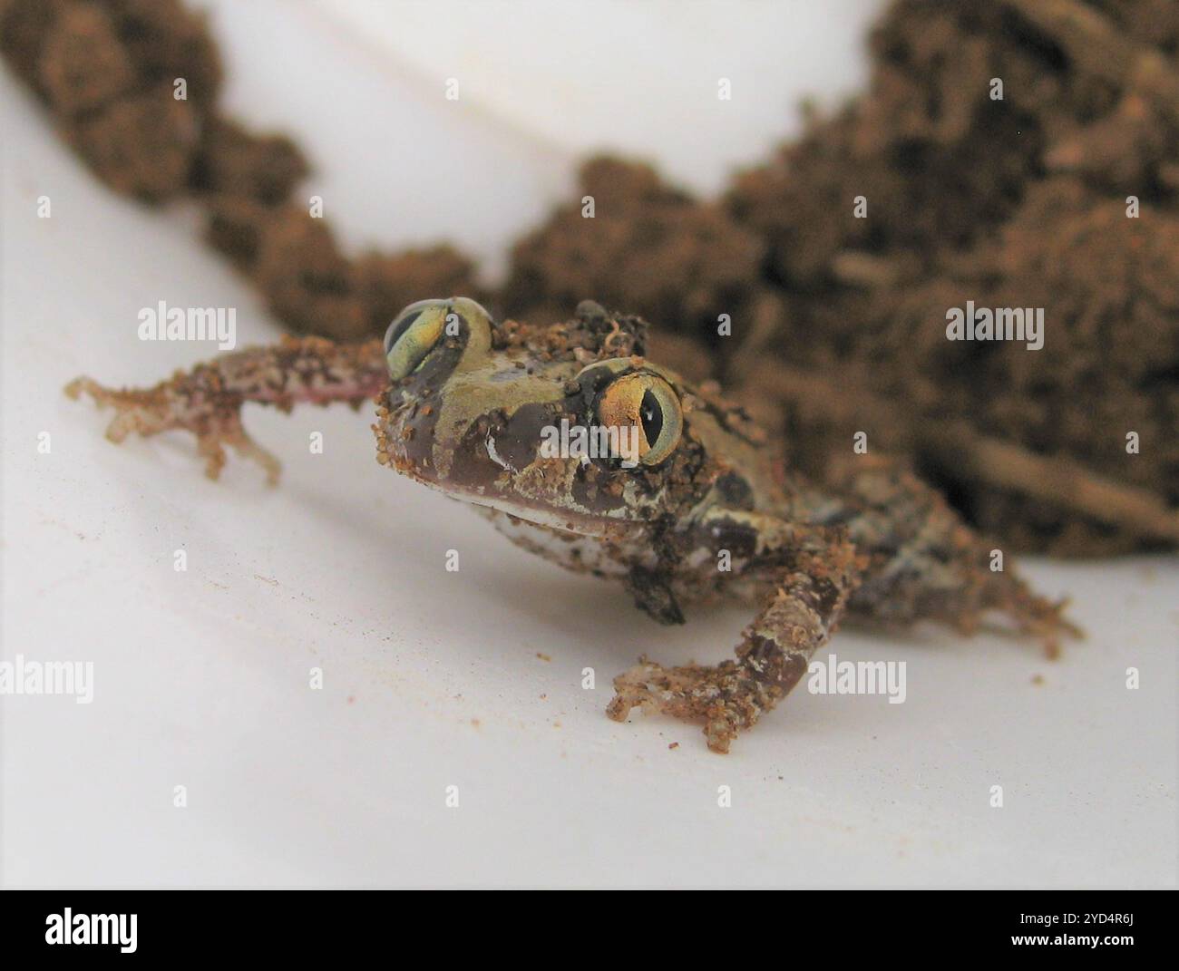 Senegal Running Frog (Kassina senegalensis Stock Photo - Alamy