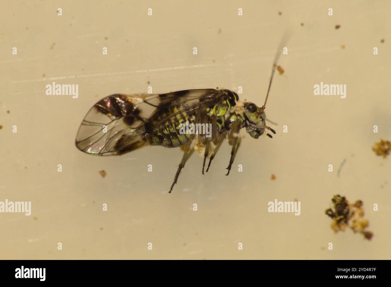 Common Barklice (Psocidae Stock Photo - Alamy