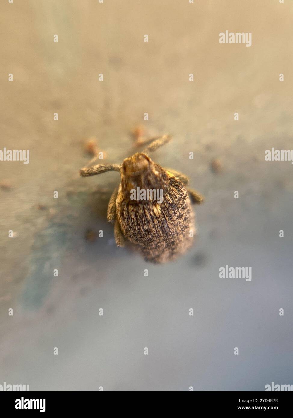 Cabbage Stem Weevil (Ceutorhynchus pallidactylus Stock Photo - Alamy