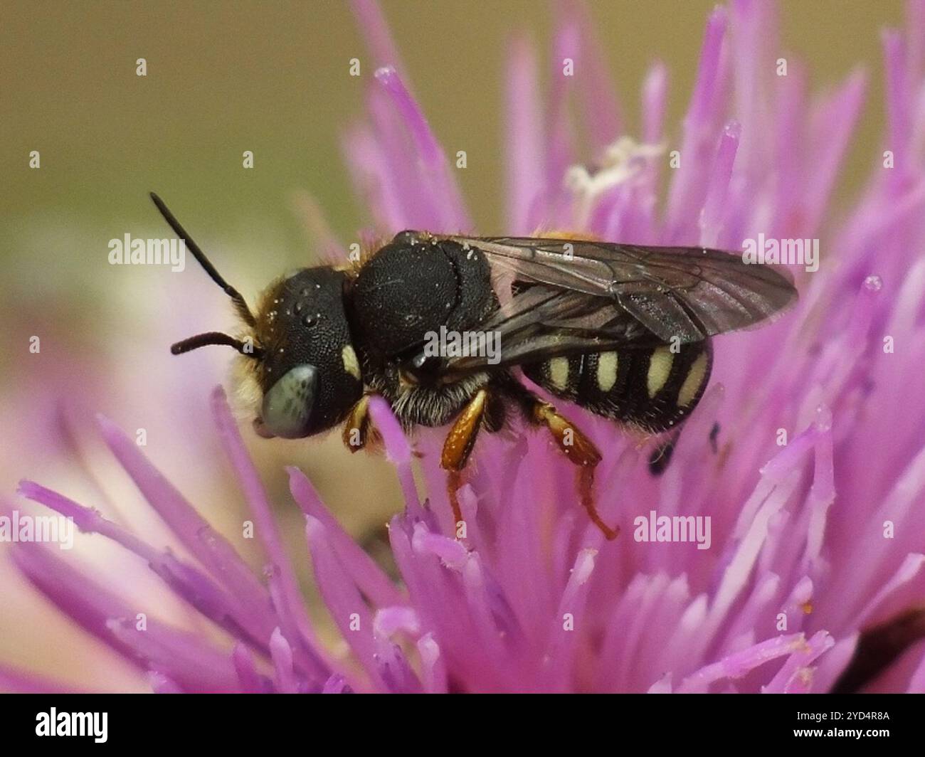 European Small-Woolcarder (Pseudoanthidium nanum Stock Photo - Alamy