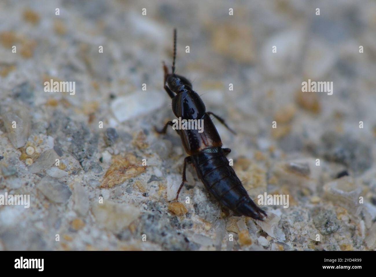 Quedius cinctus hi-res stock photography and images - Alamy