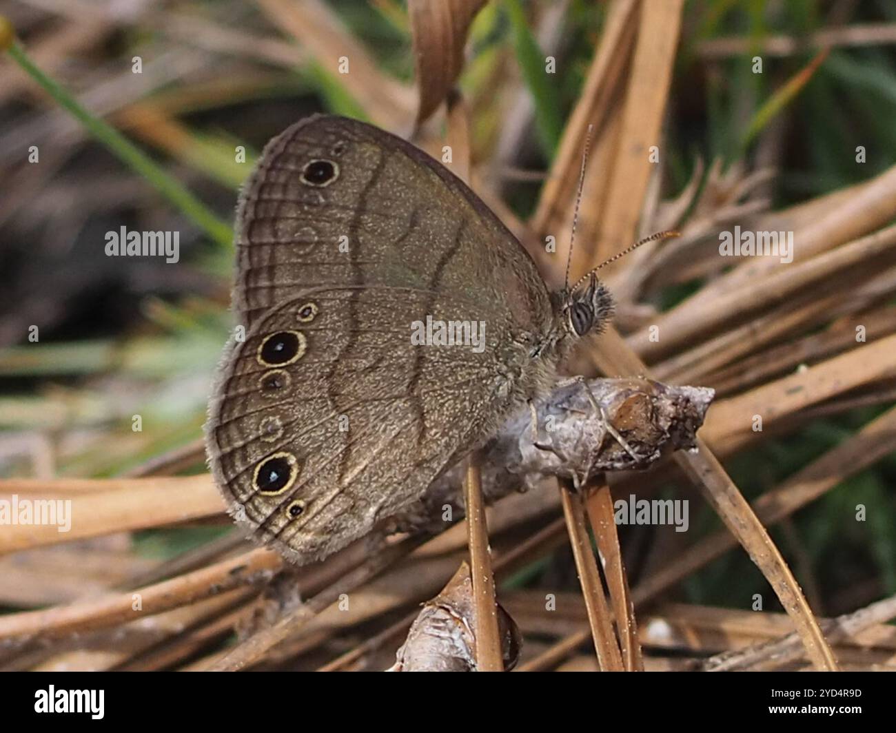 Carolina Satyr (Hermeuptychia sosybius Stock Photo - Alamy