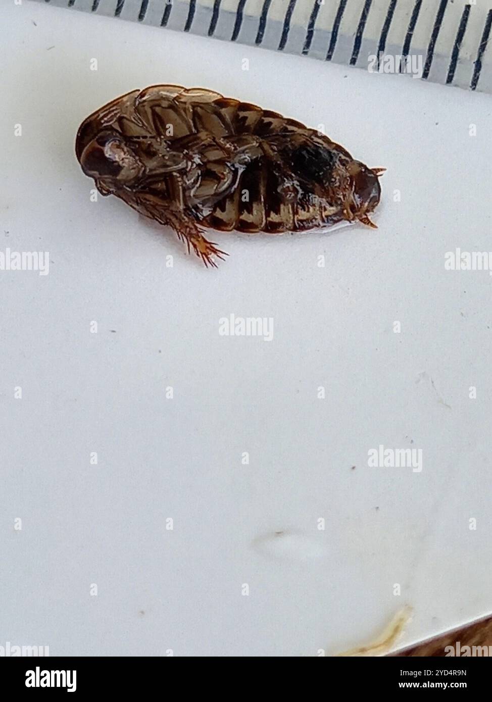 Giant Cockroaches (Blaberidae Stock Photo - Alamy