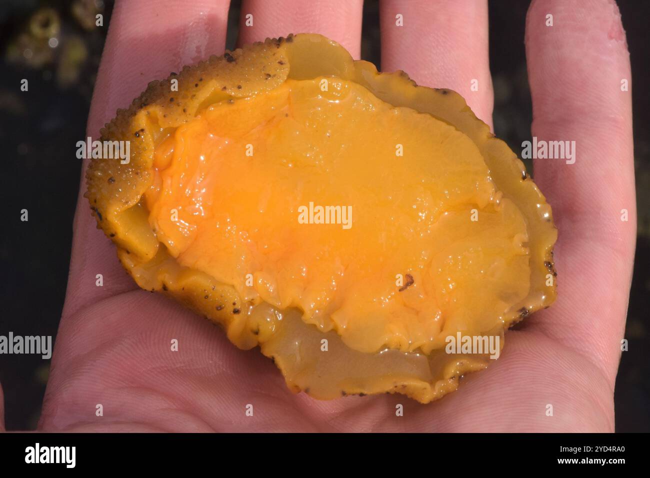 Doris montereyensis hi-res stock photography and images - Alamy