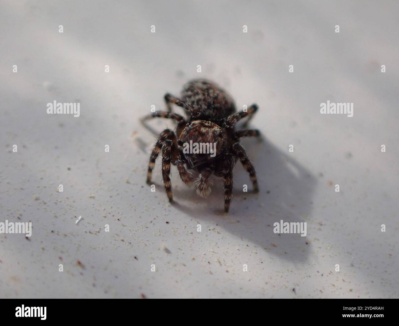 Attulus pubescens hi-res stock photography and images - Alamy