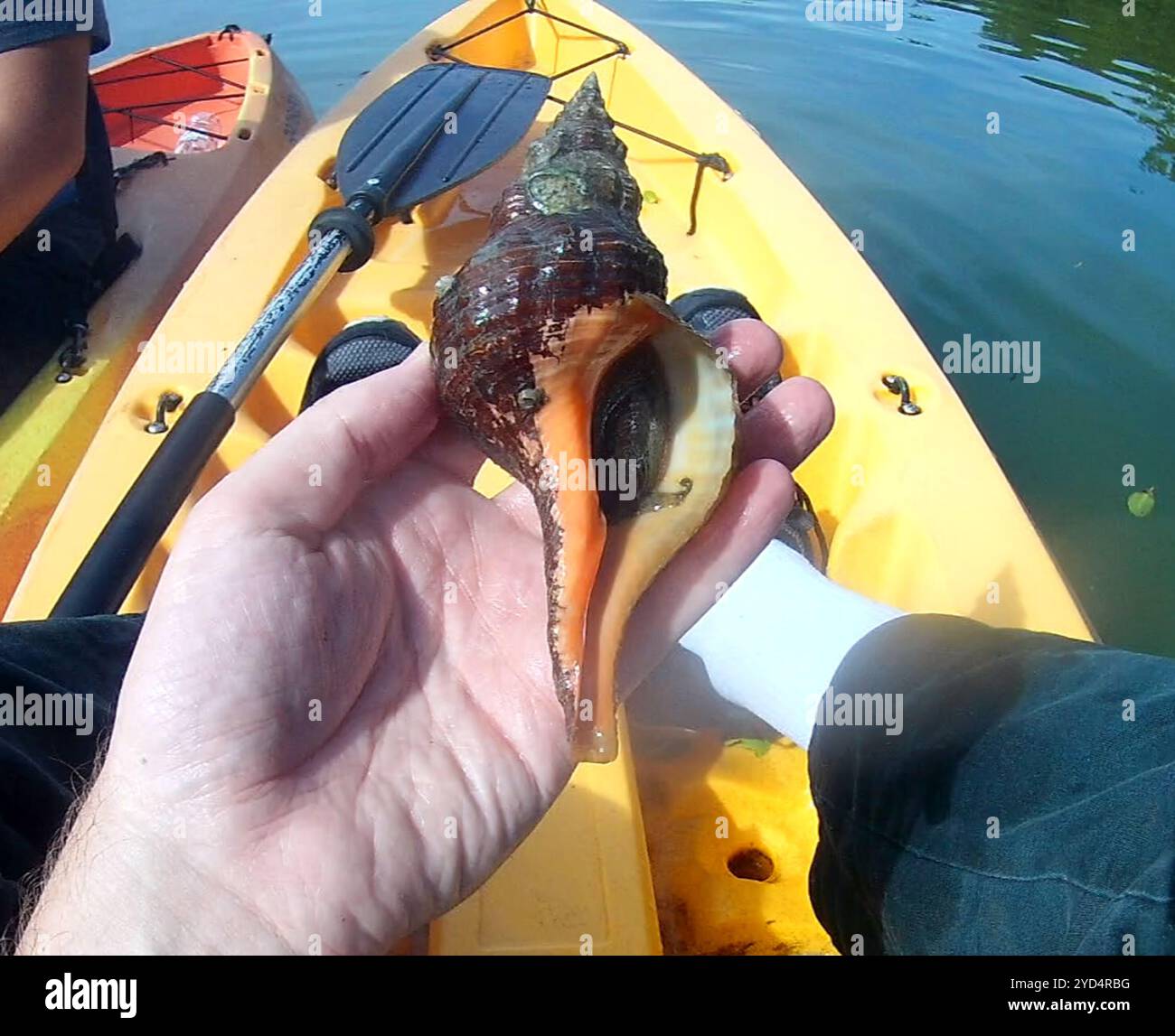 Florida Horse Conch (Triplofusus giganteus Stock Photo - Alamy