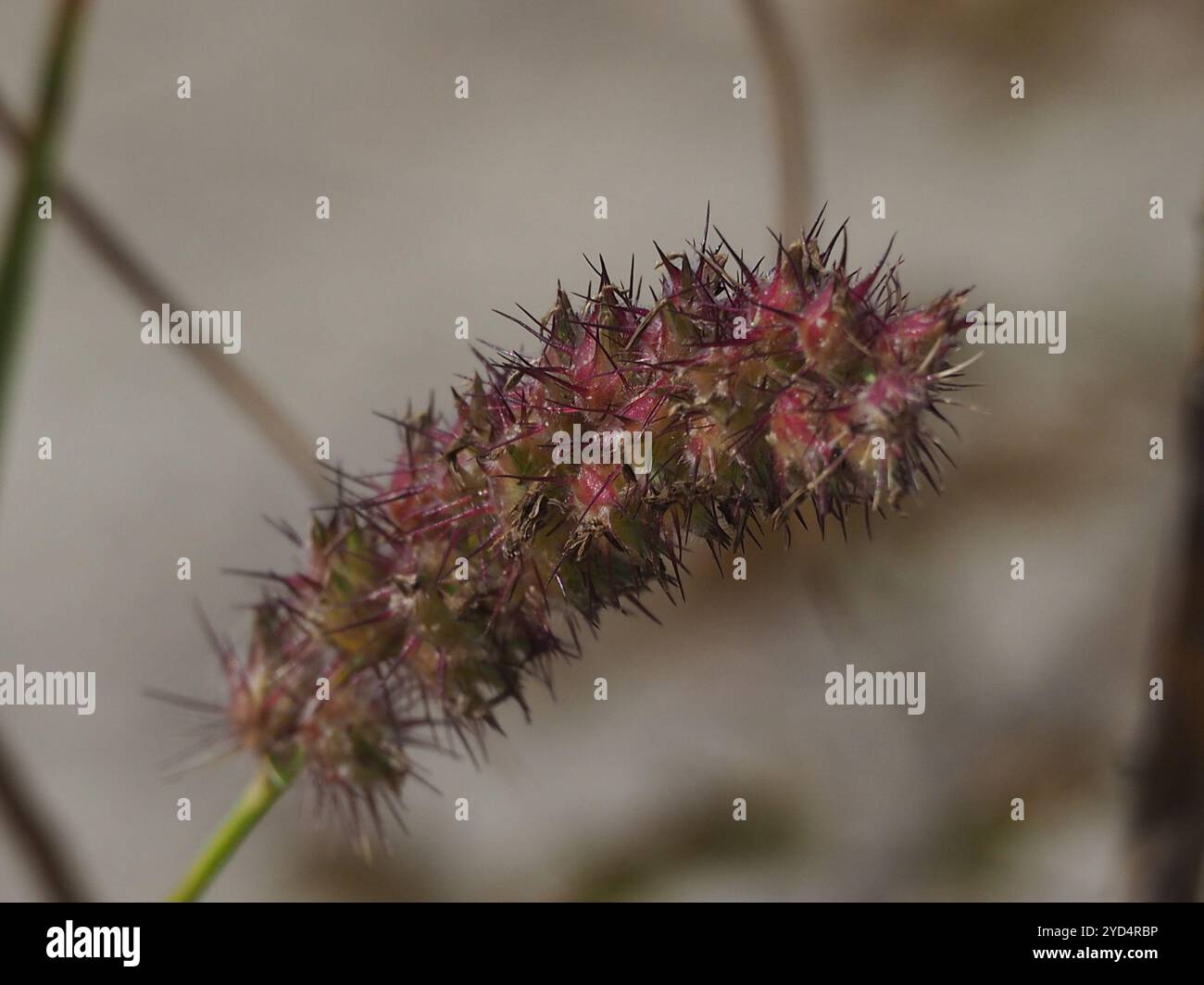 Southern Sandbur (Cenchrus echinatus Stock Photo - Alamy