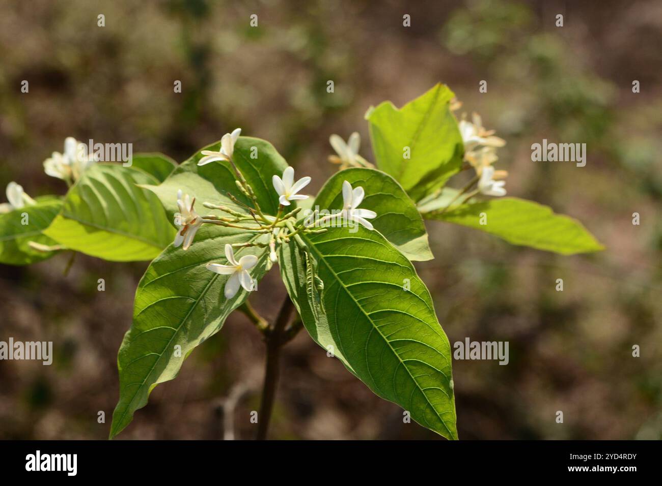 indrajao (Holarrhena pubescens Stock Photo - Alamy