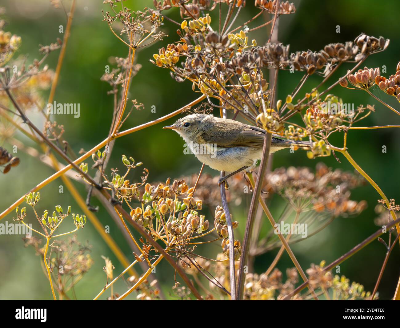 Seed head of cow parsley hi-res stock photography and images - Alamy