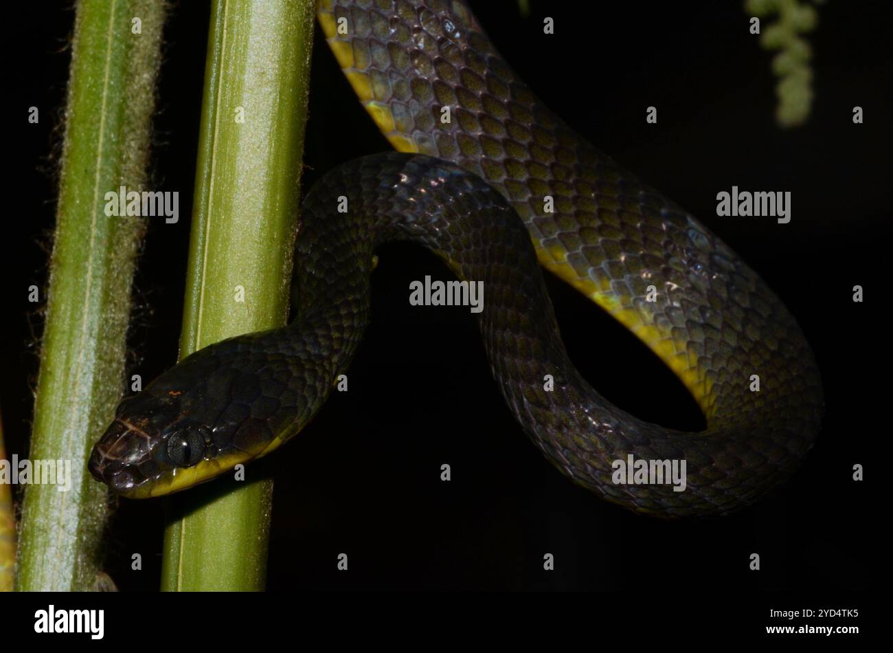 Underwood's Nocturnal Tree Snake (Dipsadoboa underwoodi Stock Photo - Alamy