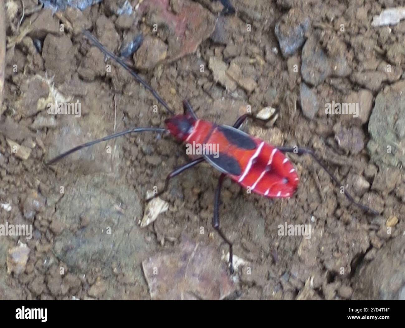 Cotton Stainer Bugs (Dysdercus Stock Photo - Alamy