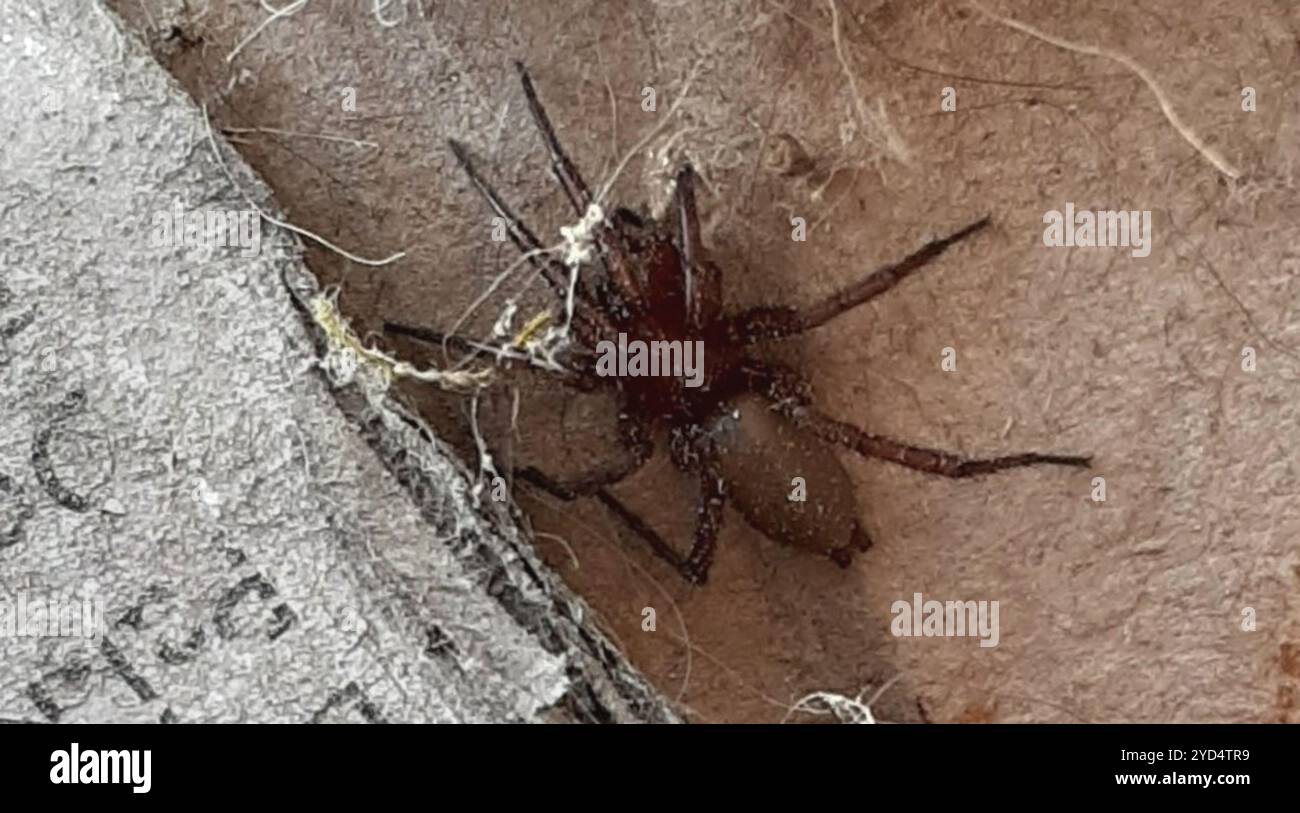 Stealthy Ground Spiders (Gnaphosidae Stock Photo - Alamy