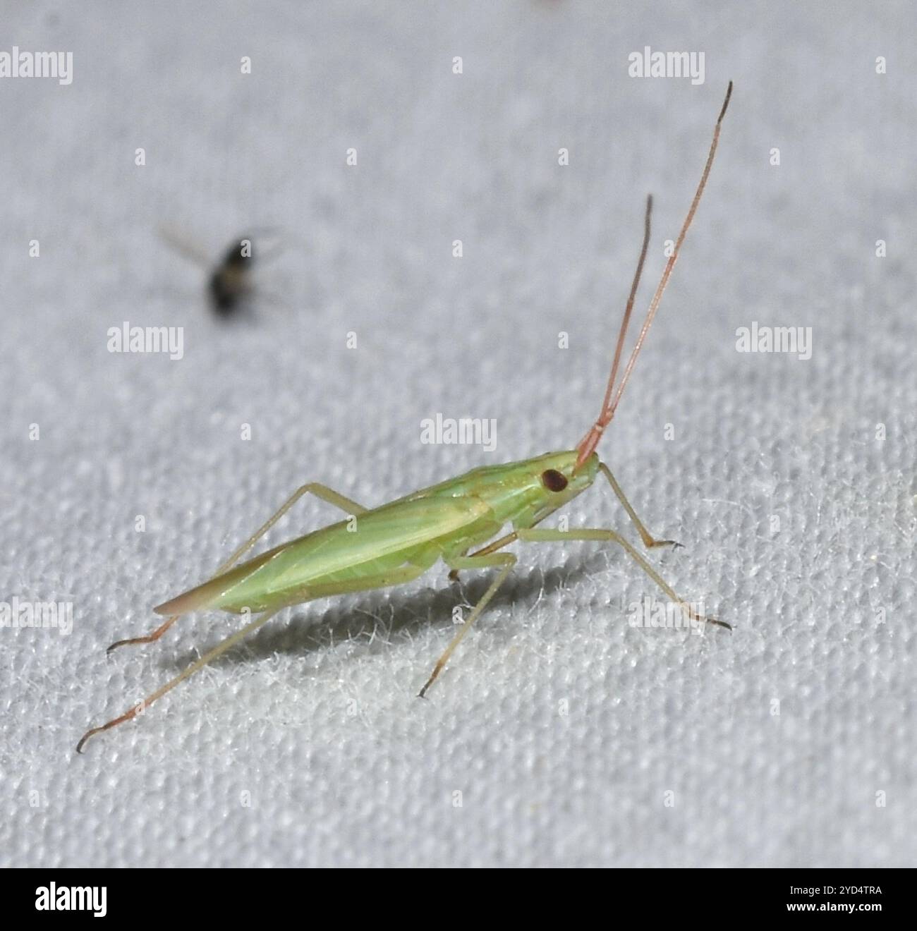 Rice Leaf Bug (Trigonotylus caelestialium Stock Photo - Alamy