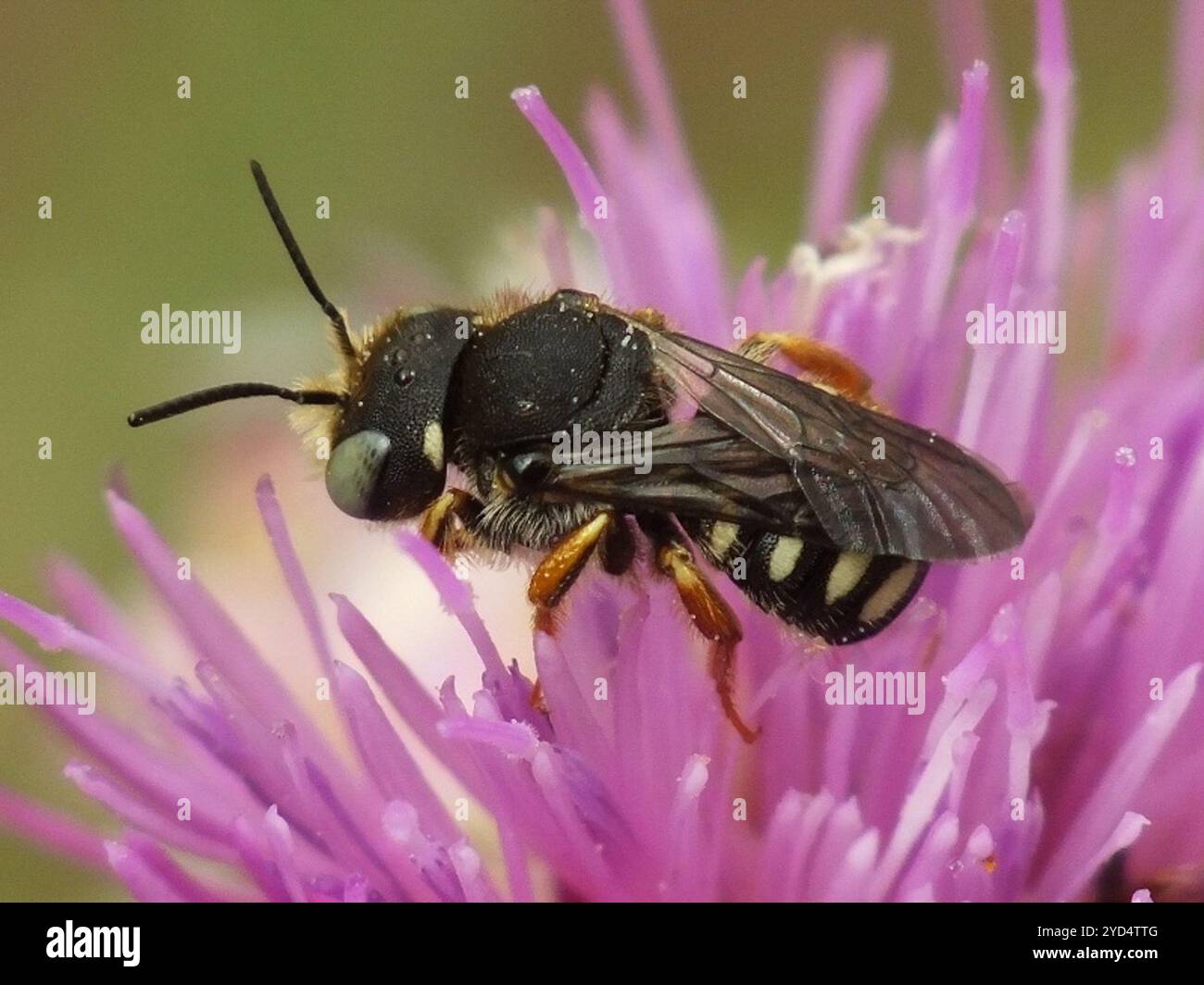 European Small-Woolcarder (Pseudoanthidium nanum Stock Photo - Alamy