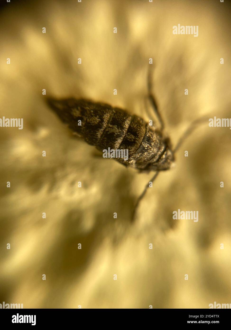 Spring Usher Moth (Agriopis leucophaearia Stock Photo - Alamy