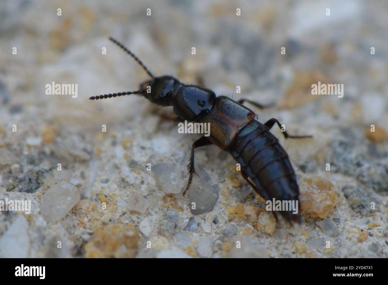 Quedius cinctus hi-res stock photography and images - Alamy