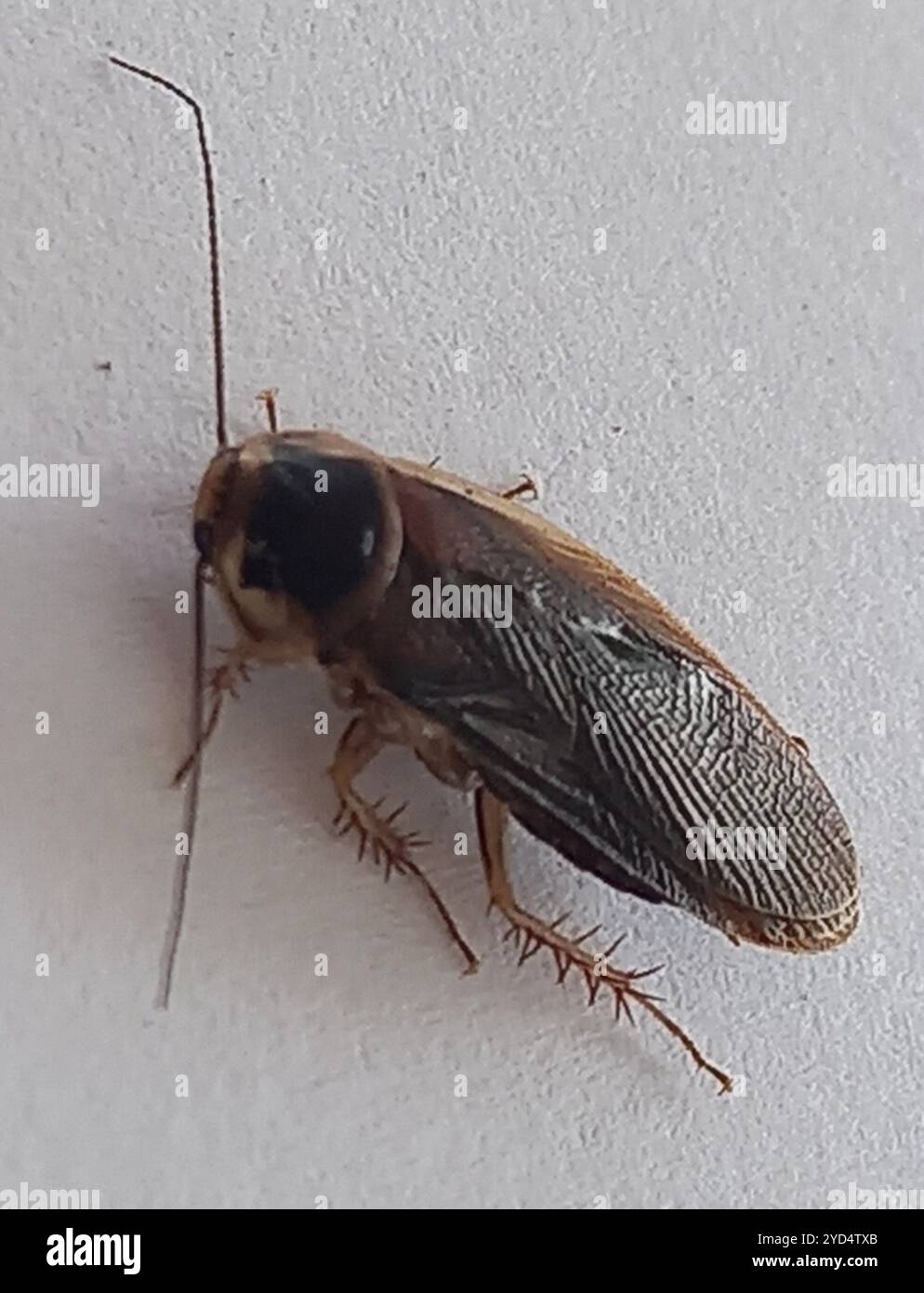 Giant Cockroaches (Blaberidae Stock Photo - Alamy