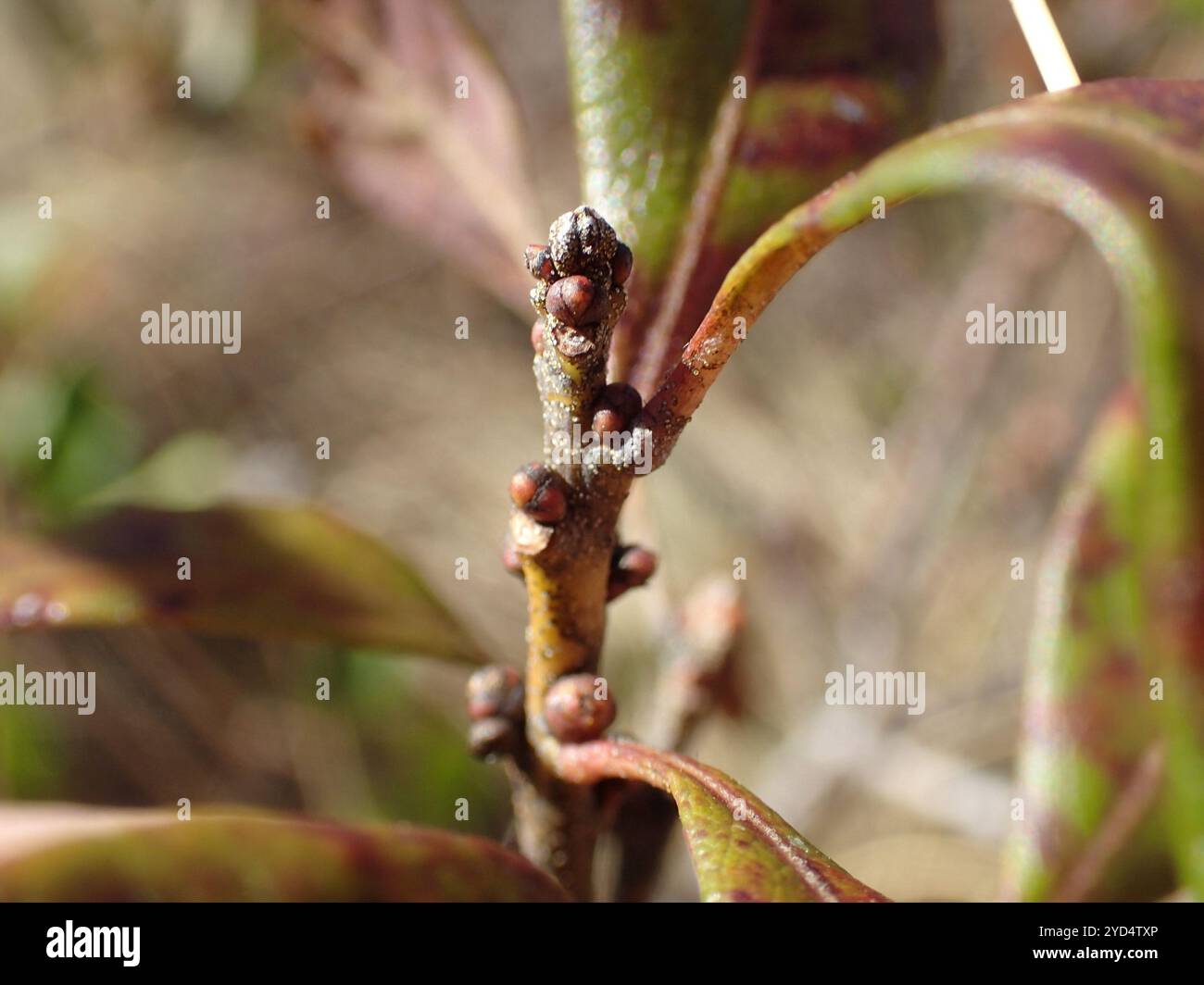 southern bayberry (Morella caroliniensis Stock Photo - Alamy