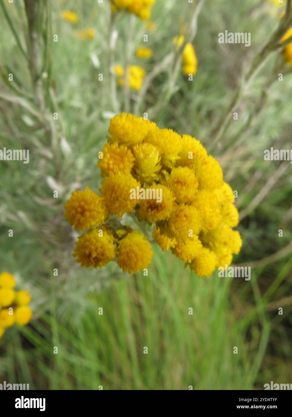 Cape Gold Everlasting (Helichrysum splendidum Stock Photo - Alamy
