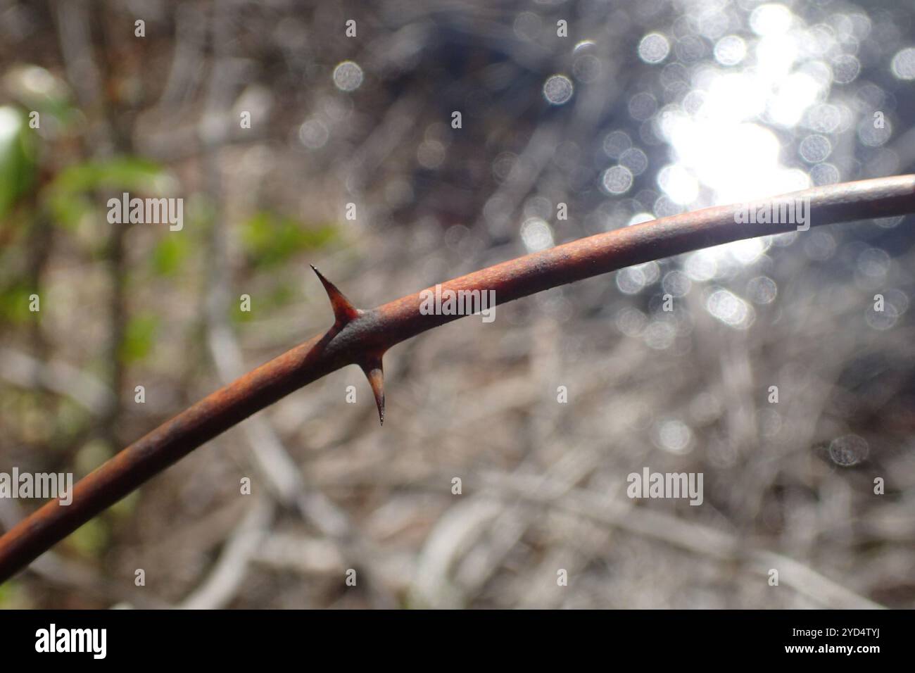 sawbrier (Smilax glauca Stock Photo - Alamy