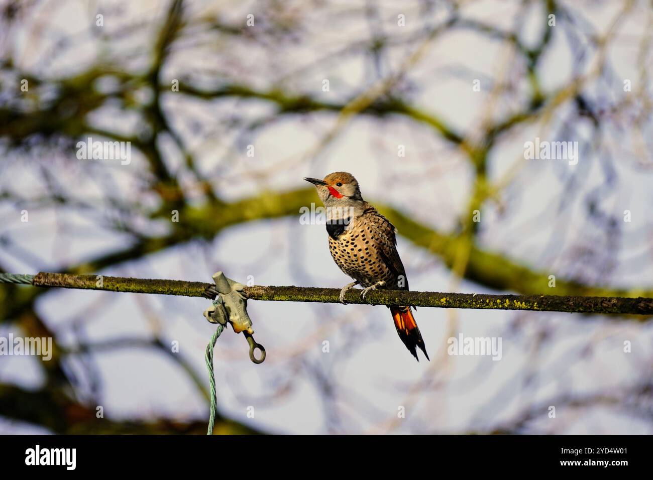 Northern Flicker (Colaptes auratus Stock Photo - Alamy