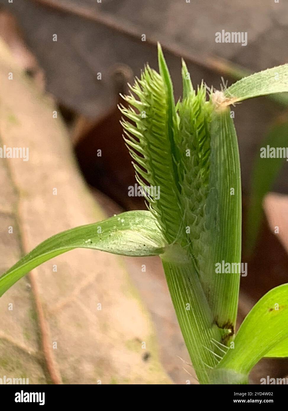 Durban Crowfoot (Dactyloctenium aegyptium Stock Photo - Alamy