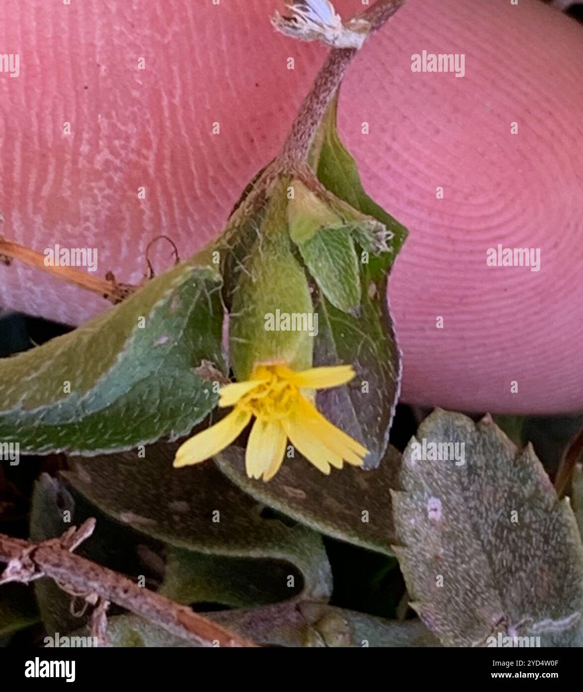 straggler daisy (Calyptocarpus vialis Stock Photo - Alamy