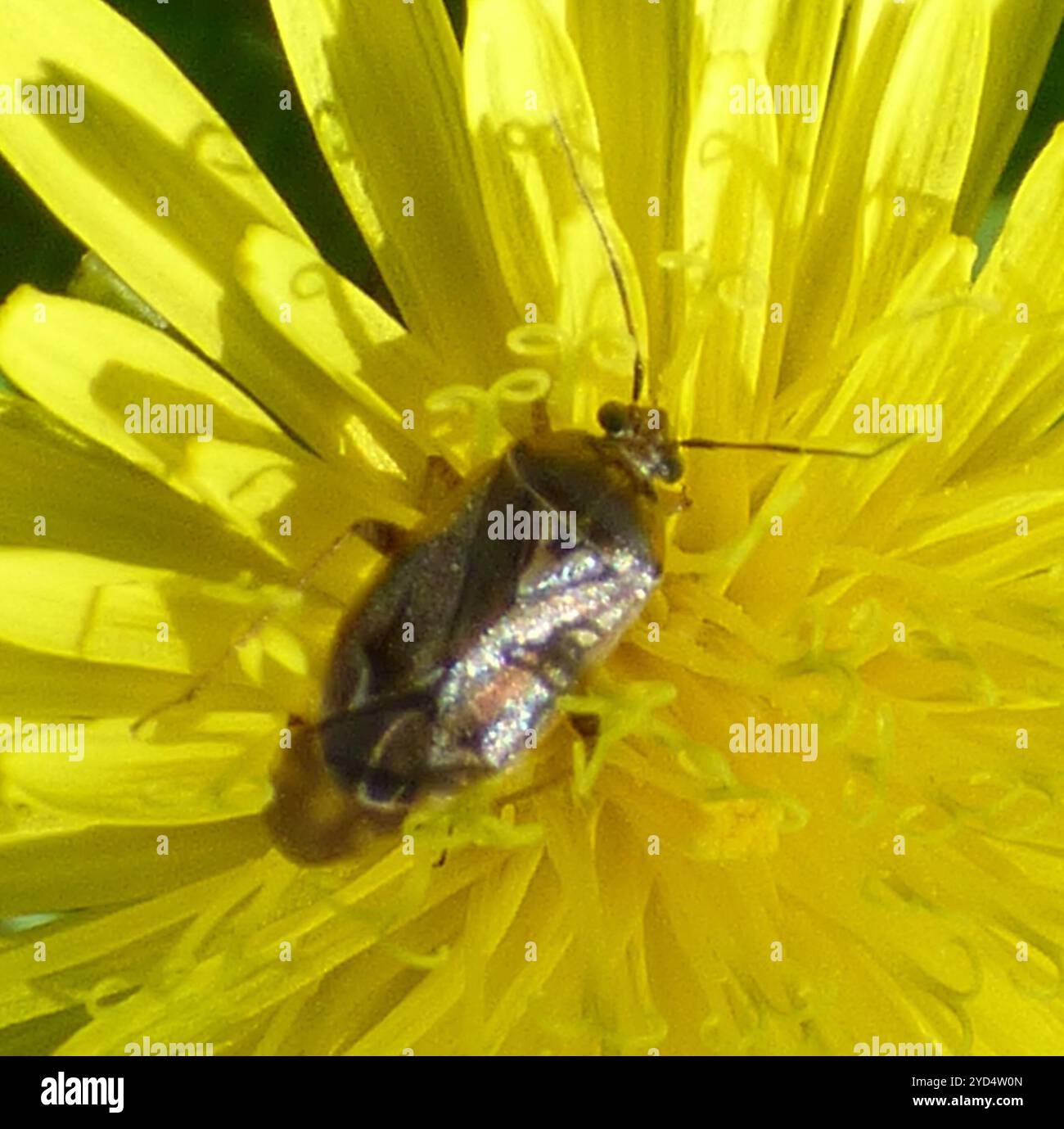 North American Tarnished Plant Bug (Lygus lineolaris Stock Photo - Alamy