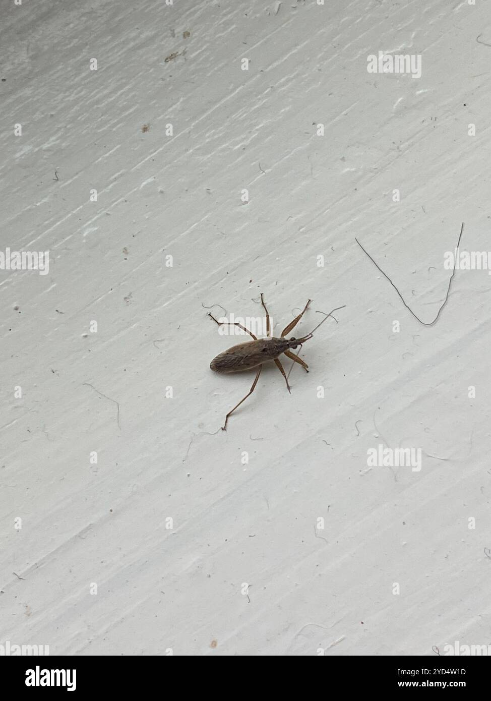 Common Damsel Bug (Nabis americoferus Stock Photo - Alamy