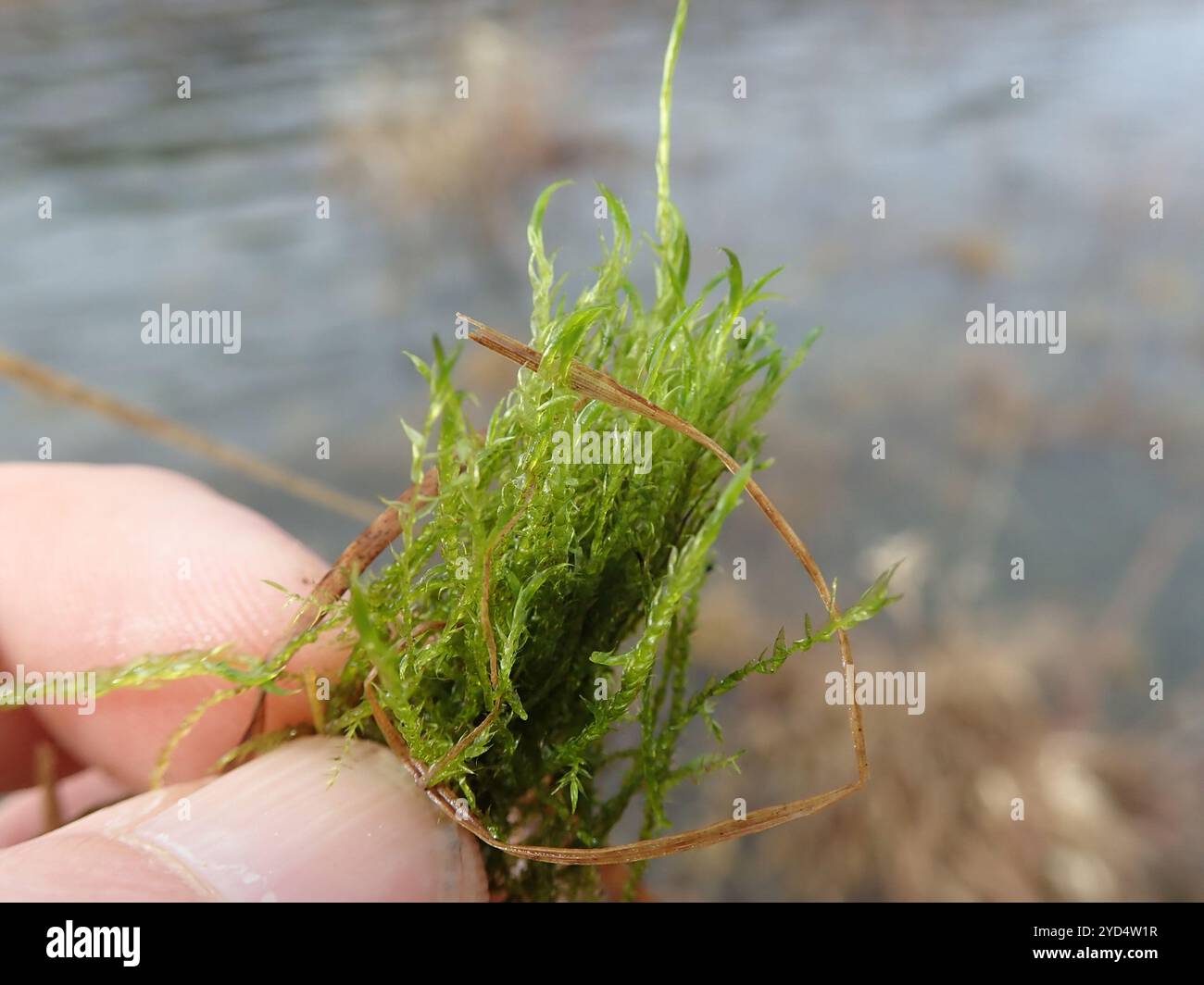 Kneiff's hook-moss (Drepanocladus aduncus Stock Photo - Alamy