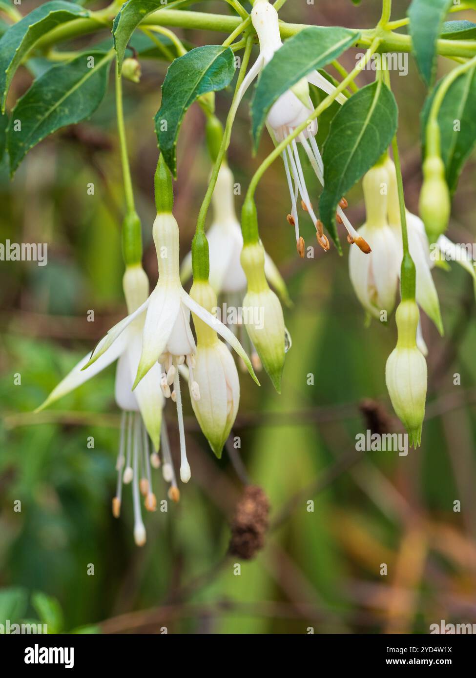 Pendant, green tipped white flowers of the half hardy semi evergreen ...