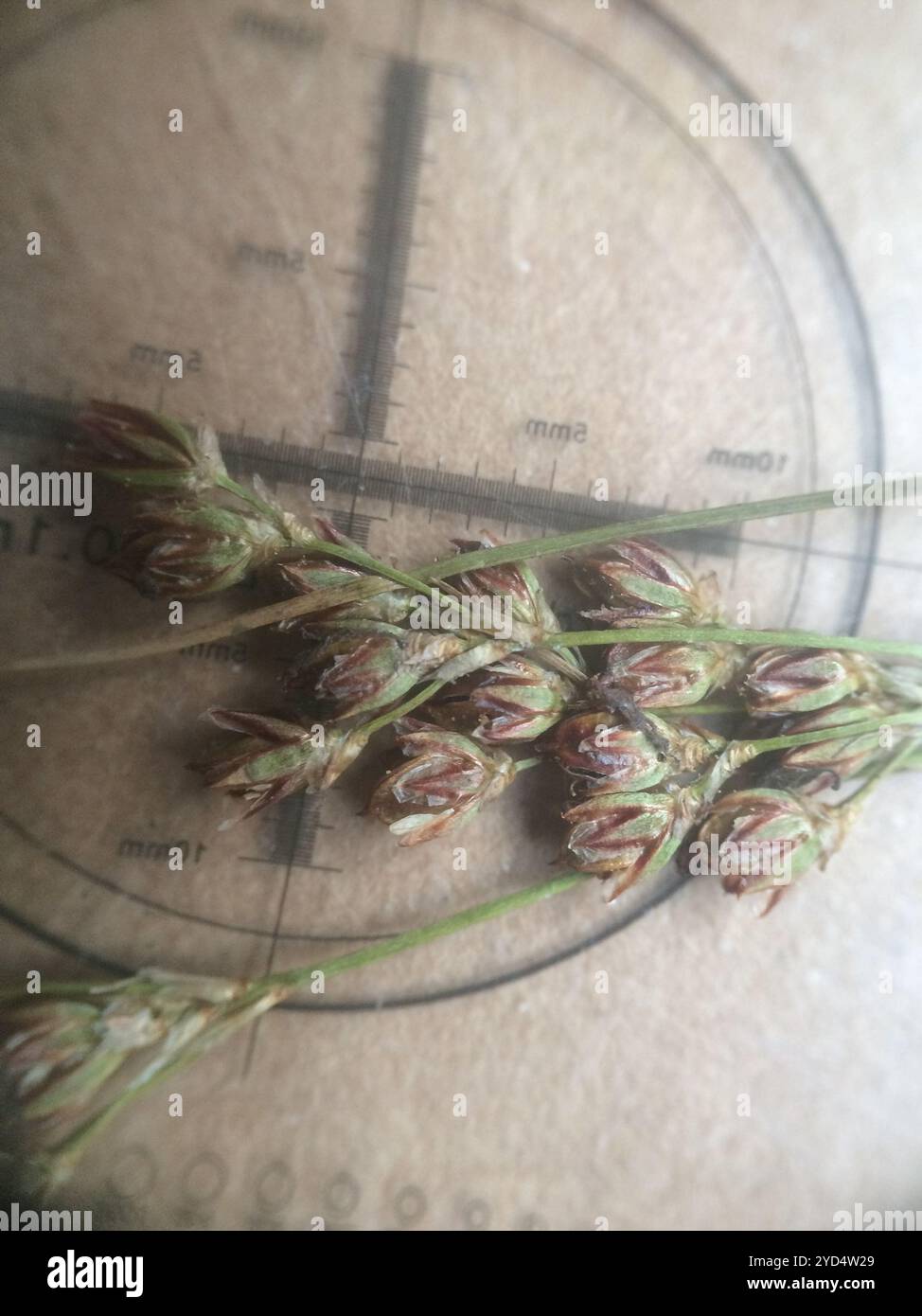 Saltmeadow Rush (Juncus gerardi Stock Photo - Alamy