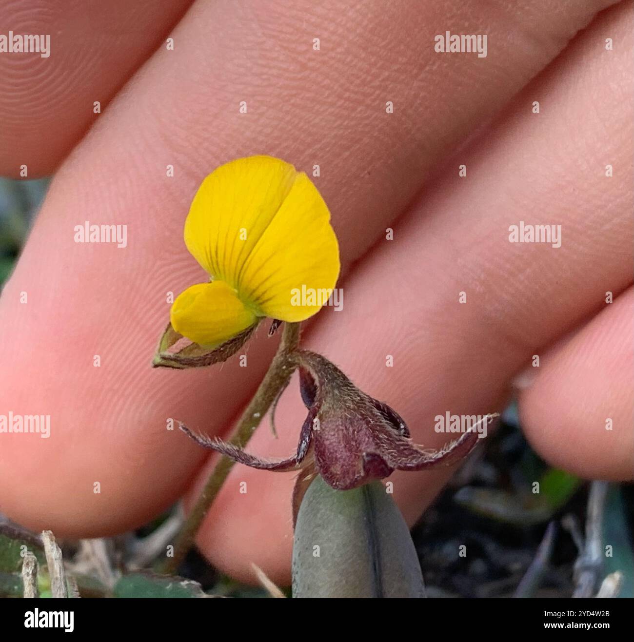 Rabbitbells (Crotalaria rotundifolia Stock Photo - Alamy