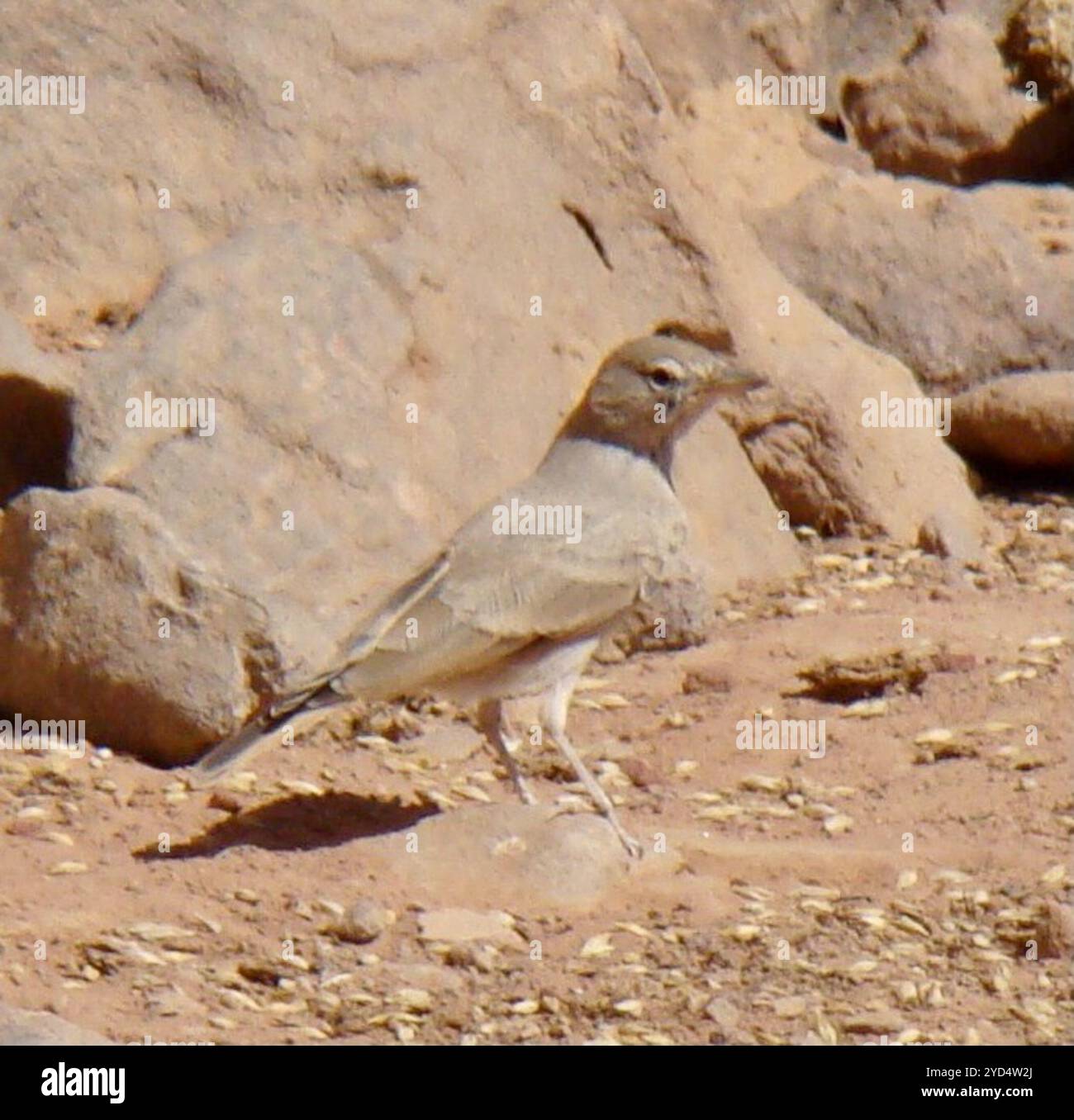 Desert Lark (Ammomanes deserti Stock Photo - Alamy