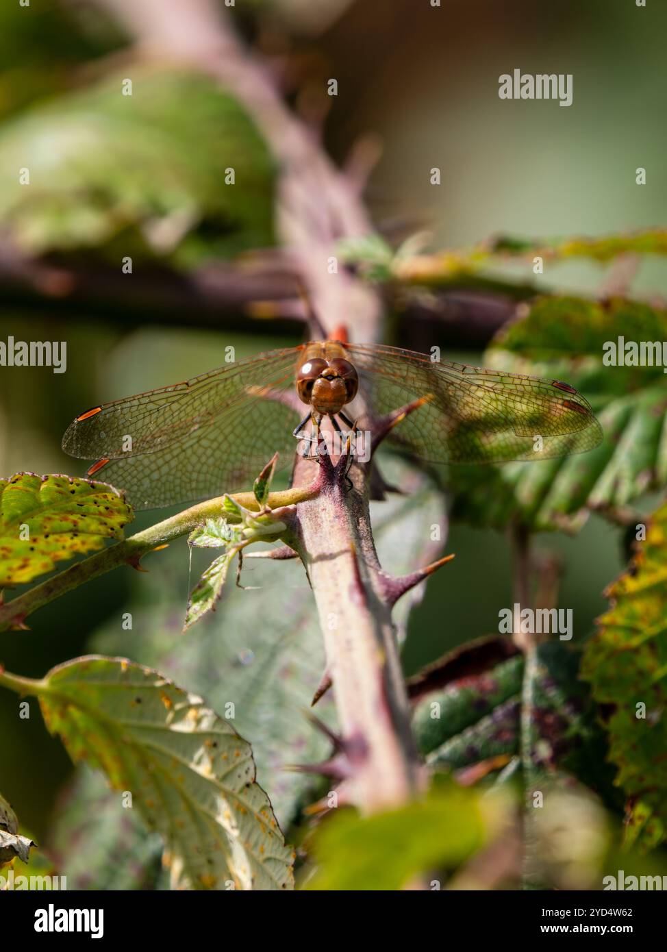 Female Common Darter Resting on Bramble Stock Photo - Alamy