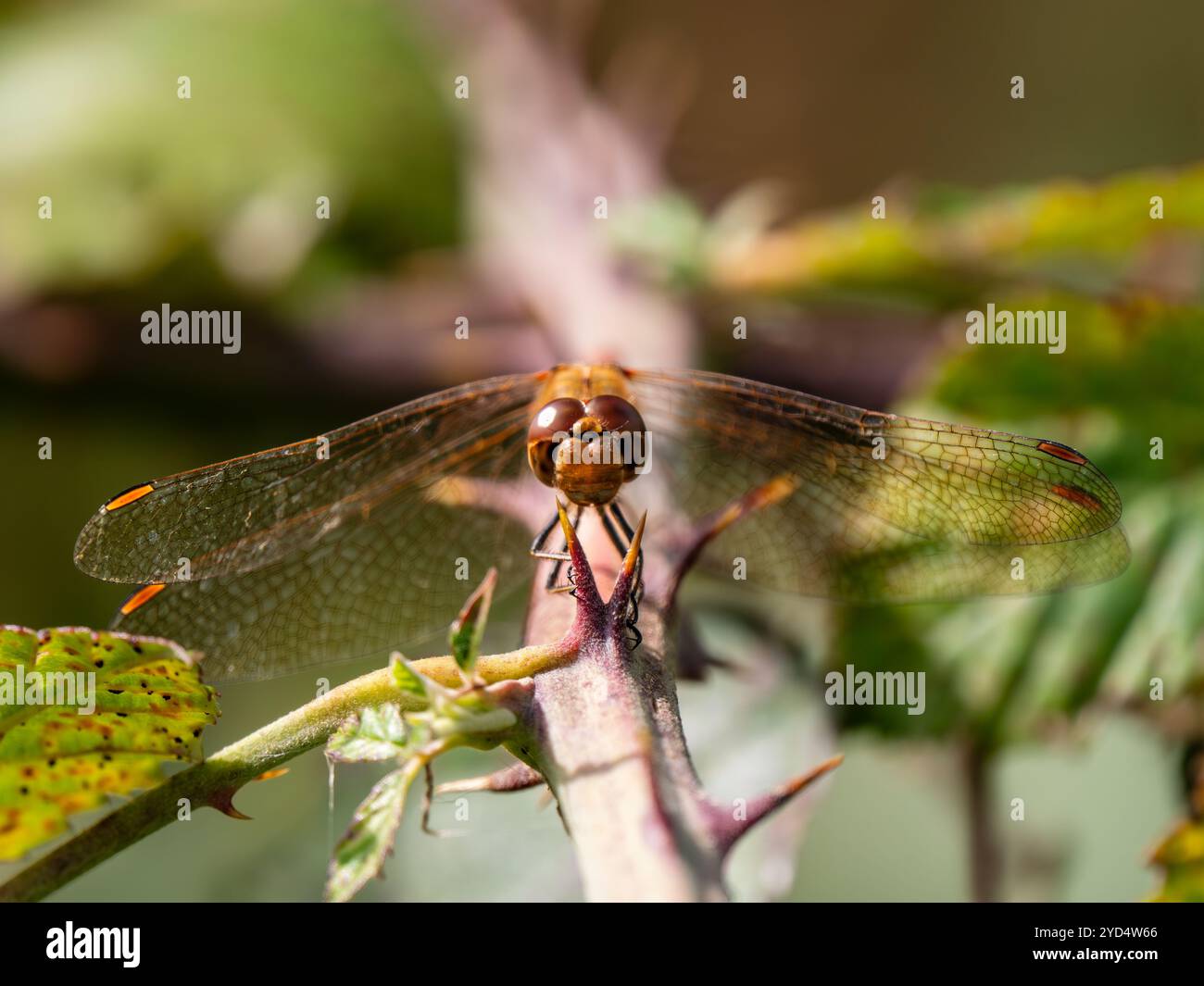 Female Common Darter Resting on Bramble Stock Photo - Alamy