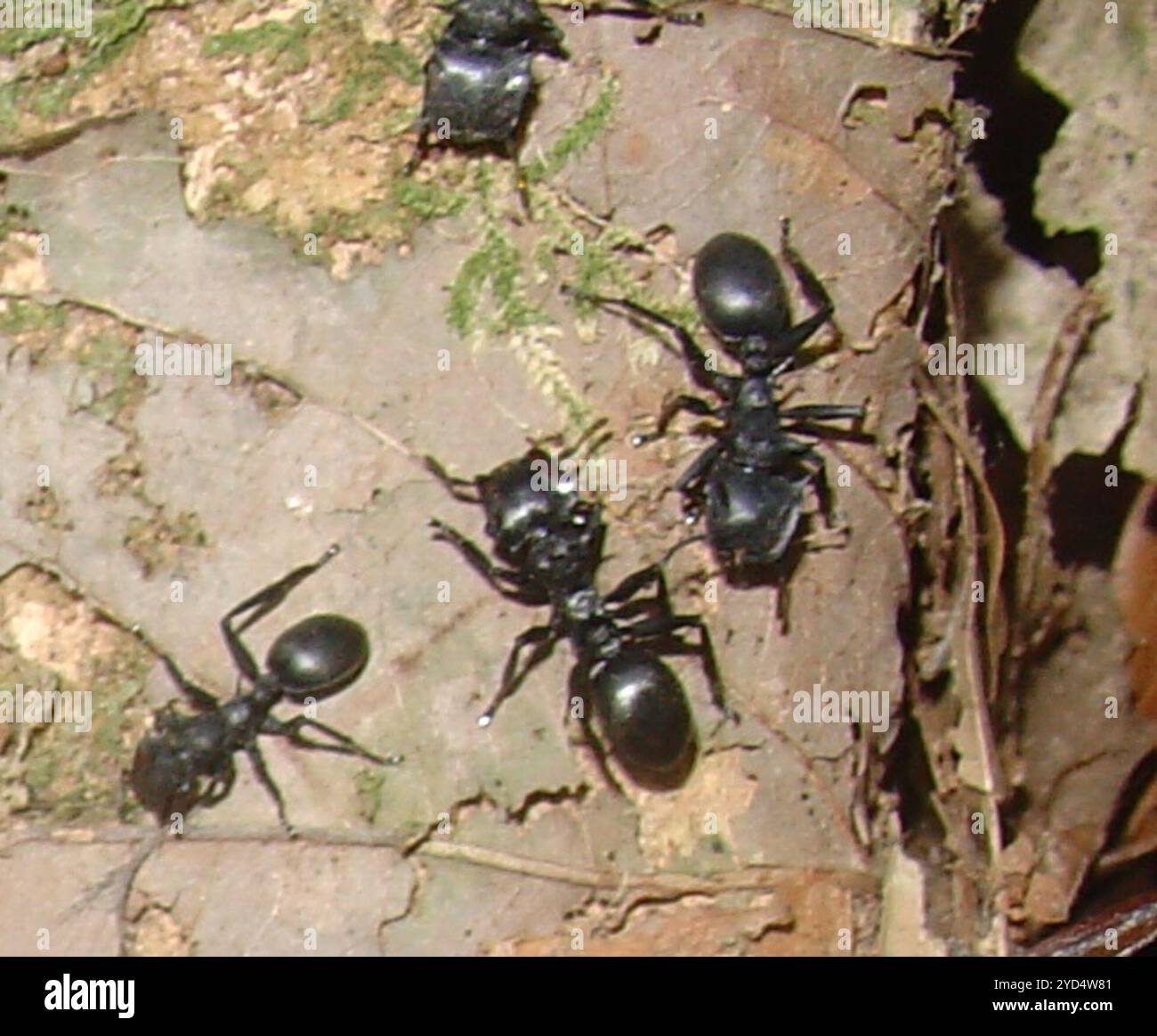 Common Giant Turtle Ant (Cephalotes atratus Stock Photo - Alamy
