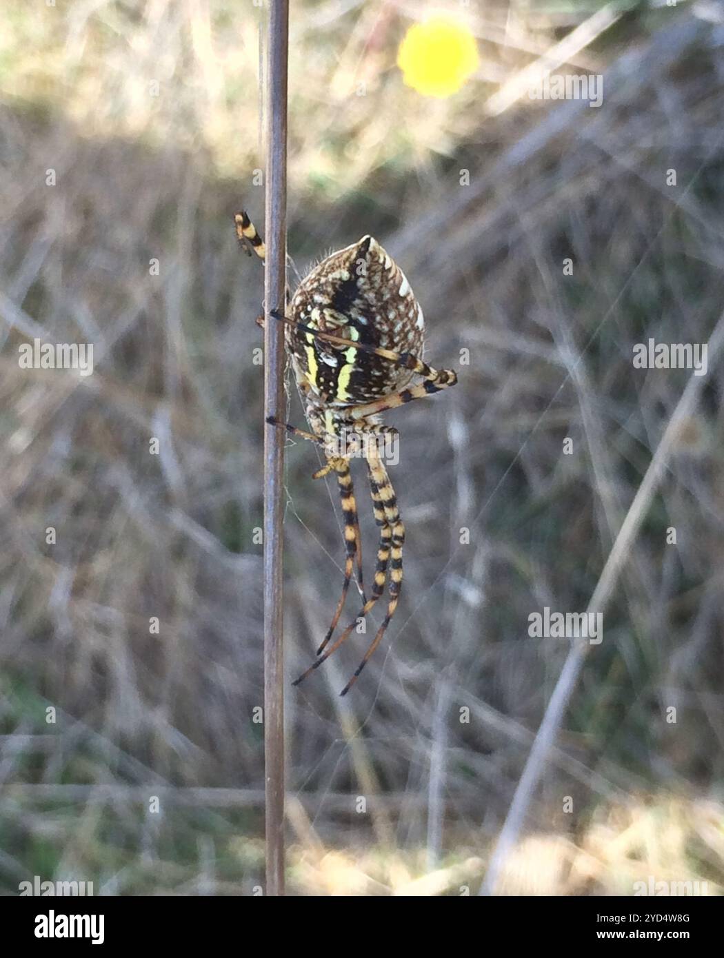 Banded Garden Spider (Argiope trifasciata Stock Photo - Alamy