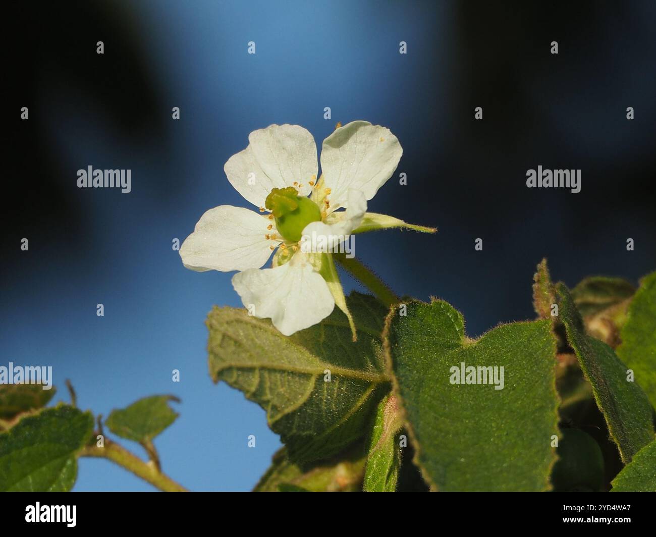 calabur tree (Muntingia calabura Stock Photo - Alamy