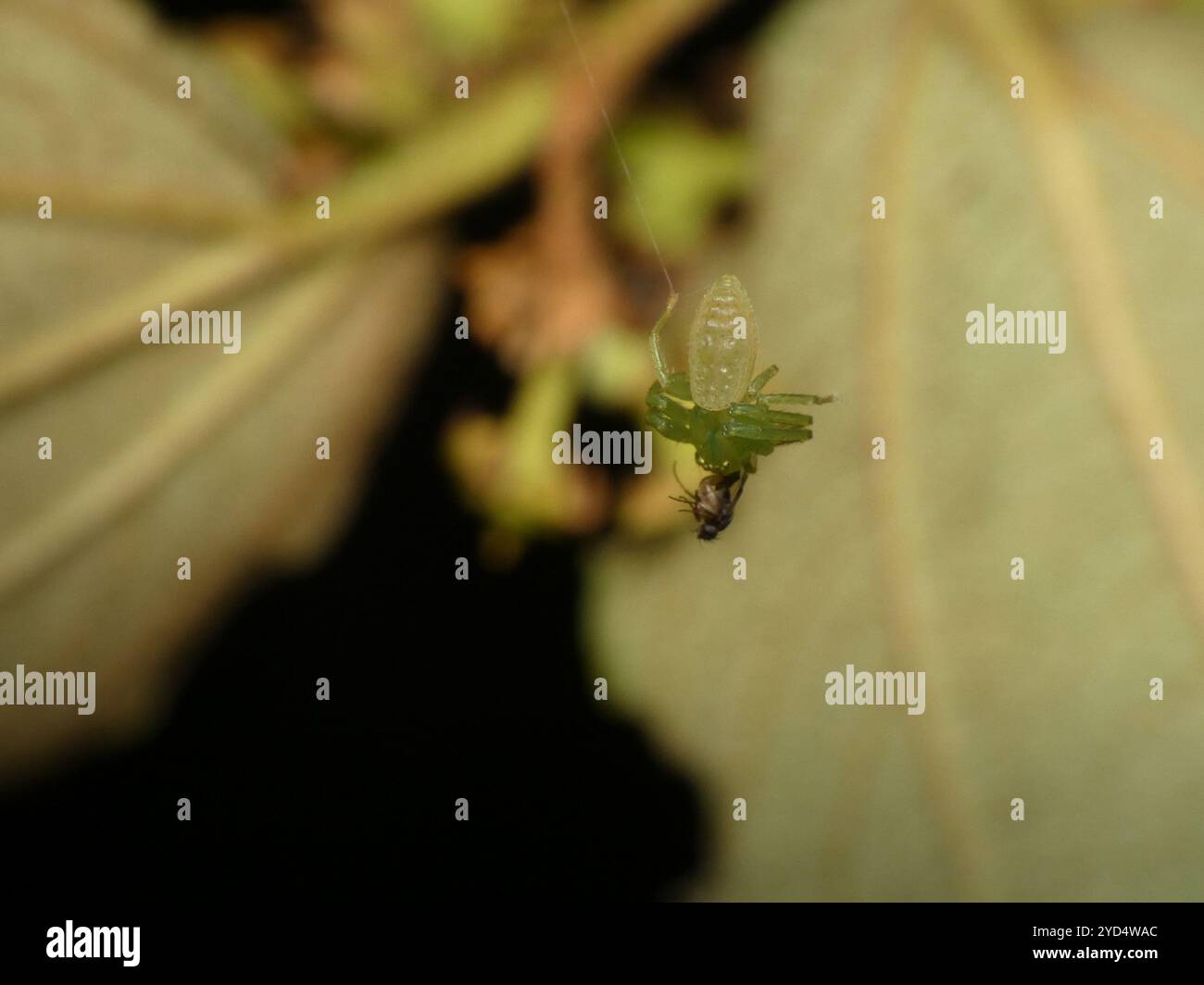 Green Grass Crab Spiders (Oxytate Stock Photo - Alamy