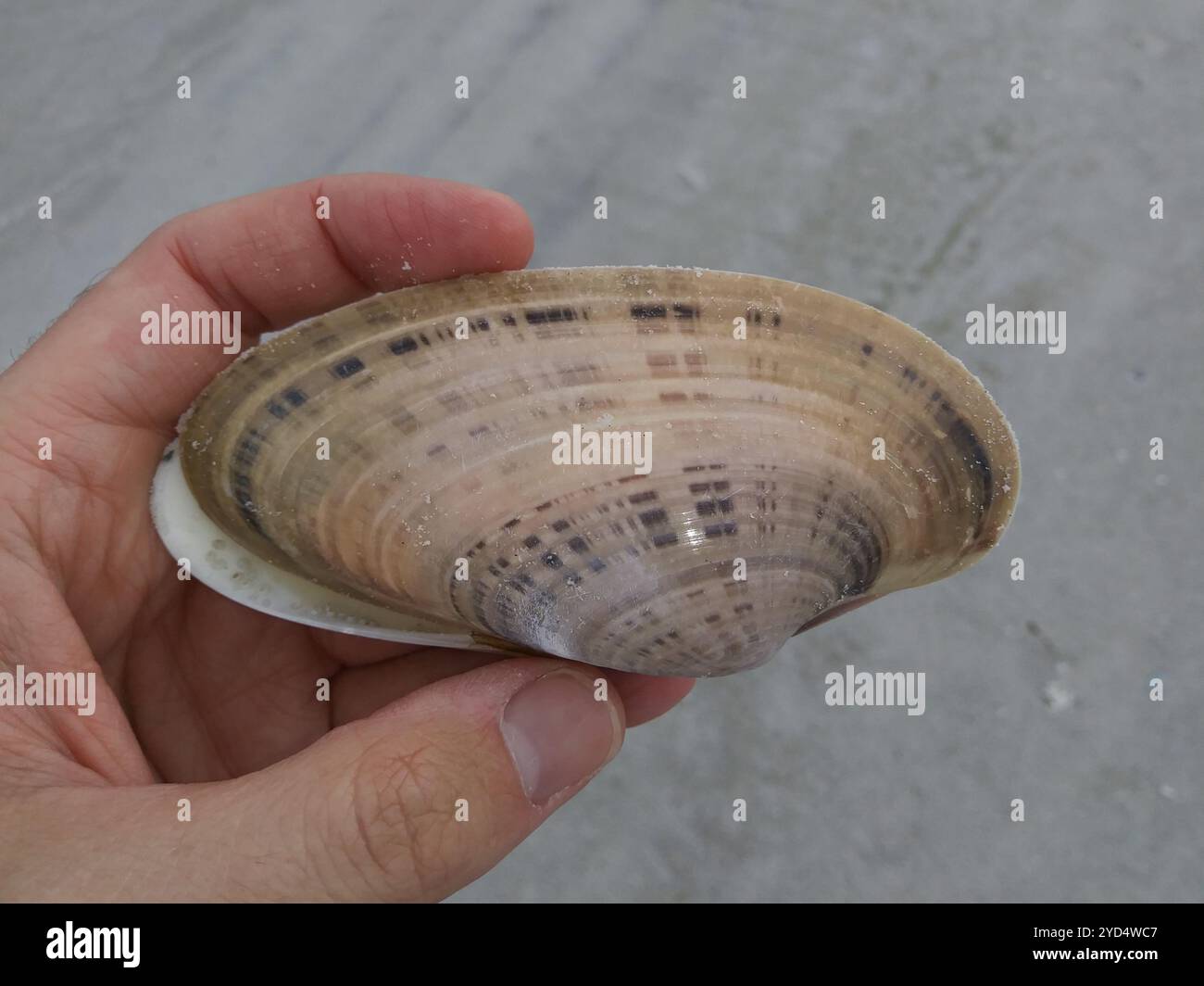 Sunray Venus Clam (Macrocallista nimbosa Stock Photo - Alamy