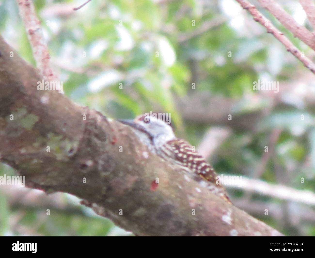 Cardinal Woodpecker (Dendropicos fuscescens Stock Photo - Alamy