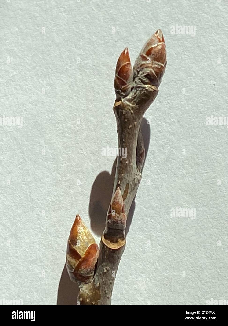 bigtooth aspen (Populus grandidentata Stock Photo - Alamy